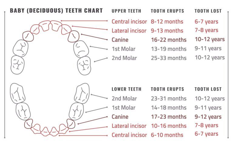 When Should My Child's Teeth Erupt? | Needham, Bedford, Franklin, MA