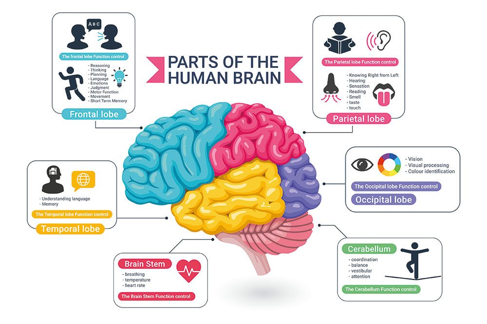 What is Functional Neurology?: Unleash Your Brain’s Power! Only at Axon ...