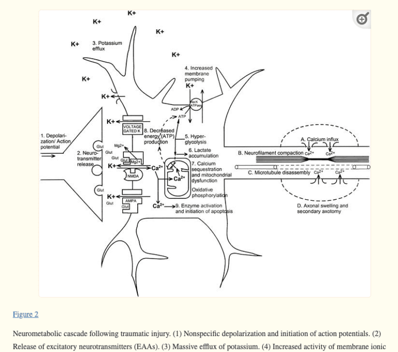 The NeuroMetabolic Cascade of Concussion | Axon Integrative Health LLC