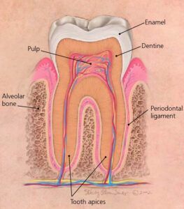 Management of Immature Apices - Woodside Endodontics