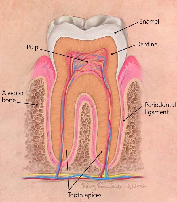 Management of Immature Apices - Woodside Endodontics