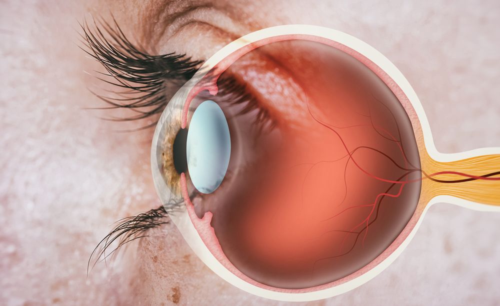 Understanding The Inner Workings Of The Eye | Estero, FL | Estero Optics