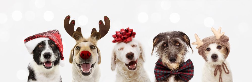 Holiday Pet Safety Guide | Happy Tails Animal Hospital, Renton