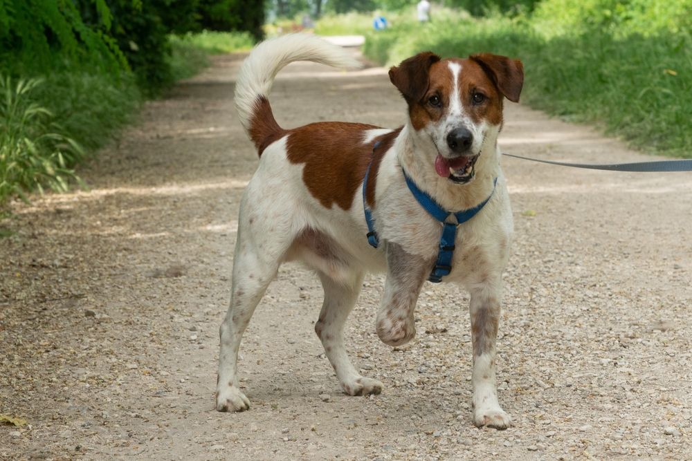 Limb Amputation for Pets in Renton, WA | Happy Tails Animal Hospital