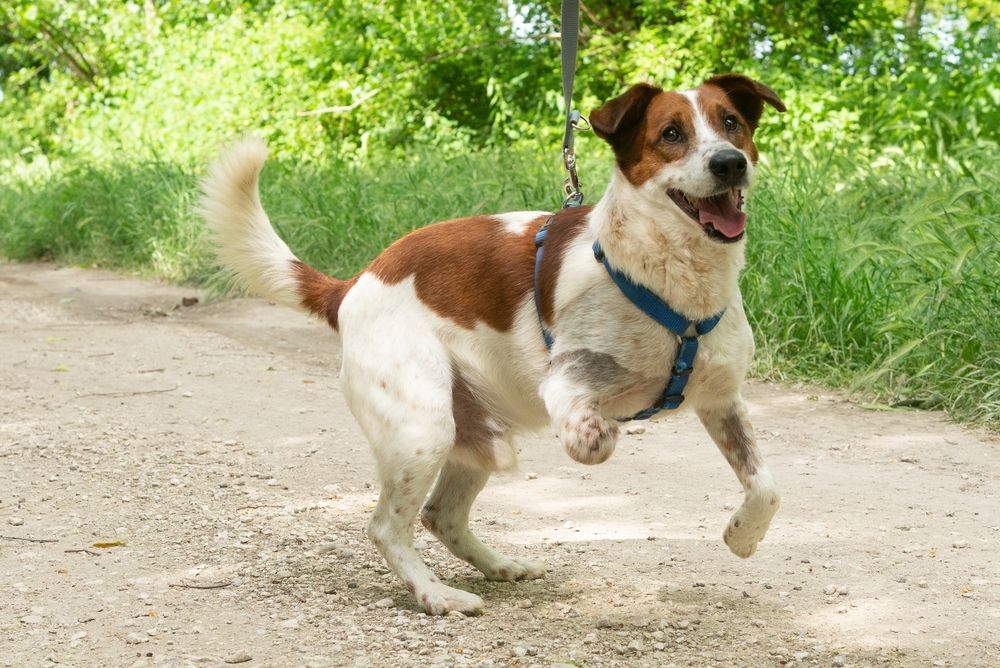 Limb Amputation for Pets in Renton, WA | Happy Tails Animal Hospital