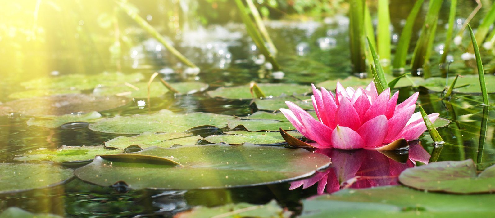 Ozone and UBI Therapy - Holistic Integrative Wellness Centre